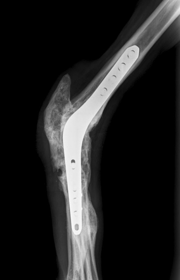 Traumatología y Ortopedia Veterinaria: Traumatologia