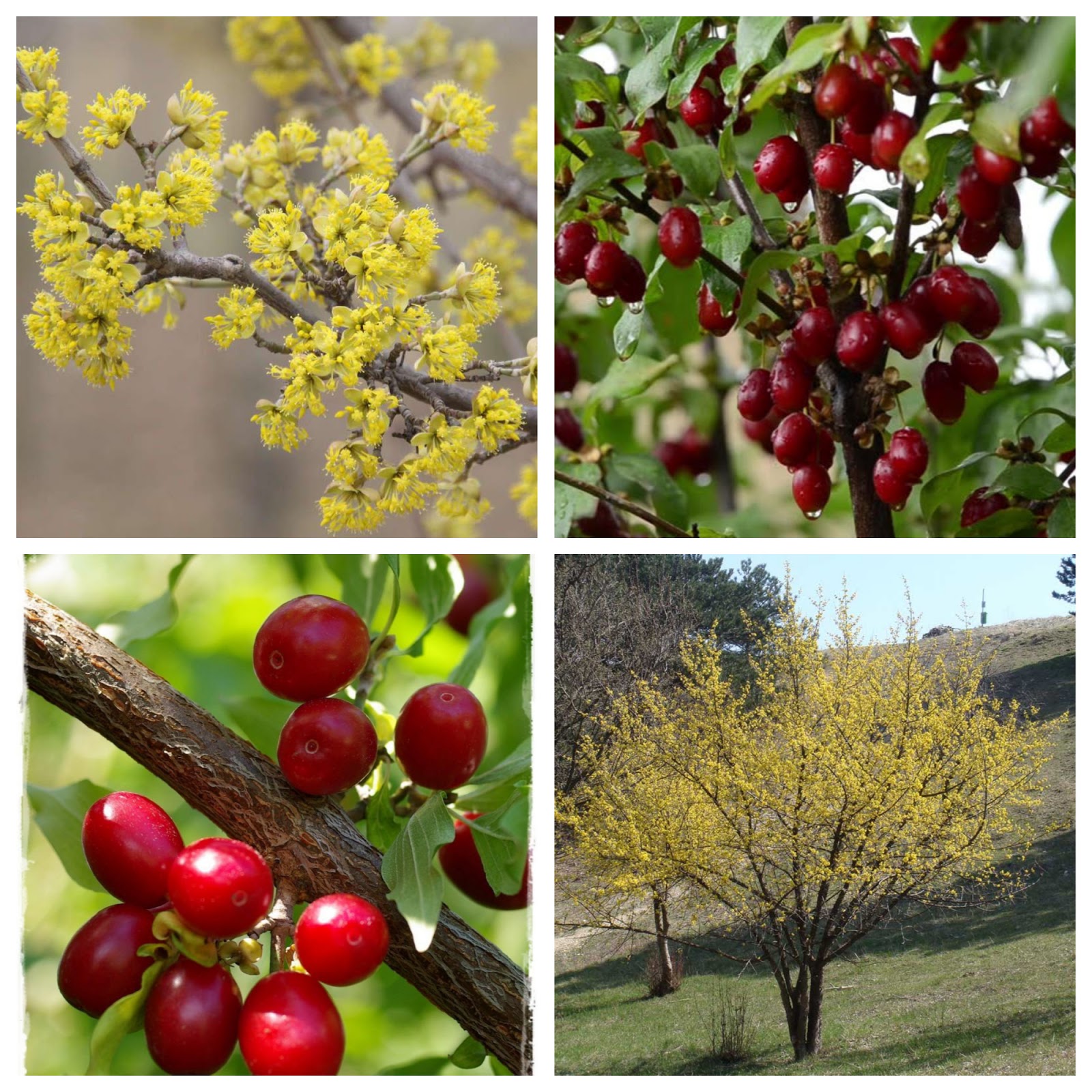 Rasadnik Radisavljević - Fontane : EGZOTIČNO VOĆE I DRVEĆE