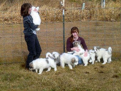 Rural Revolution: Puppy love