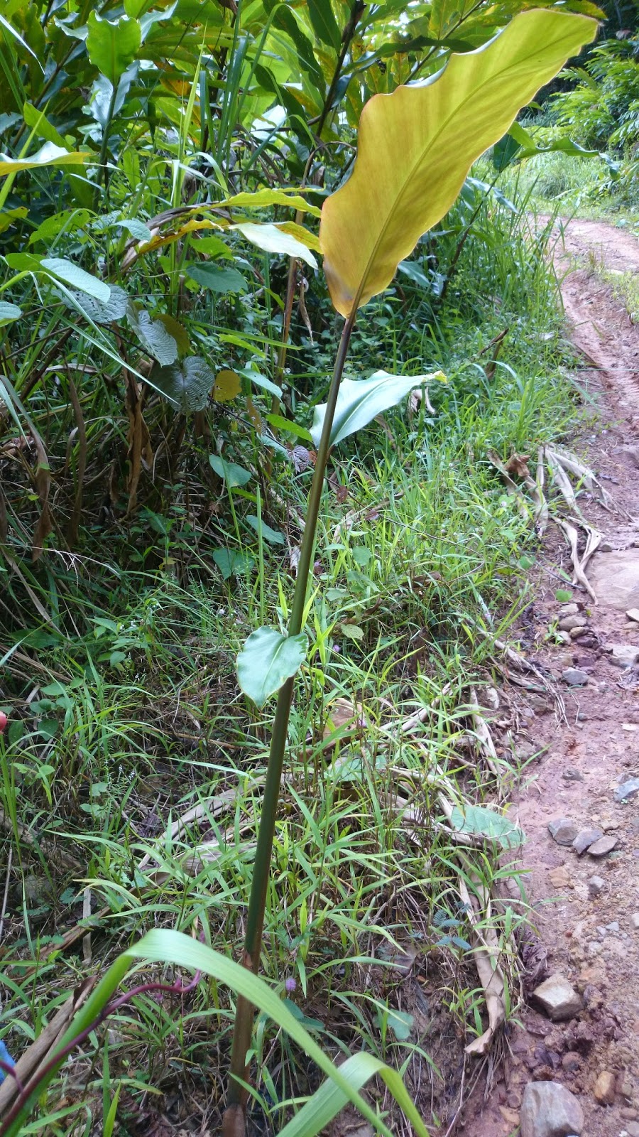 cara bertani : POKOK TUHAU: MAKANAN MEMBUKA SELERA YANG EXCOTIK