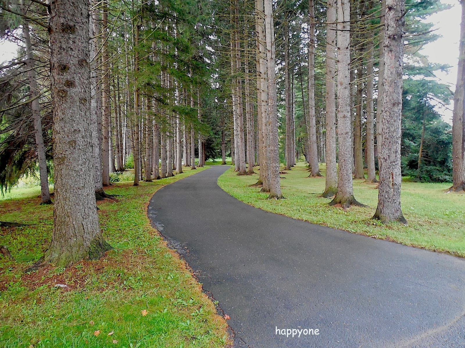 Driveway Trees
