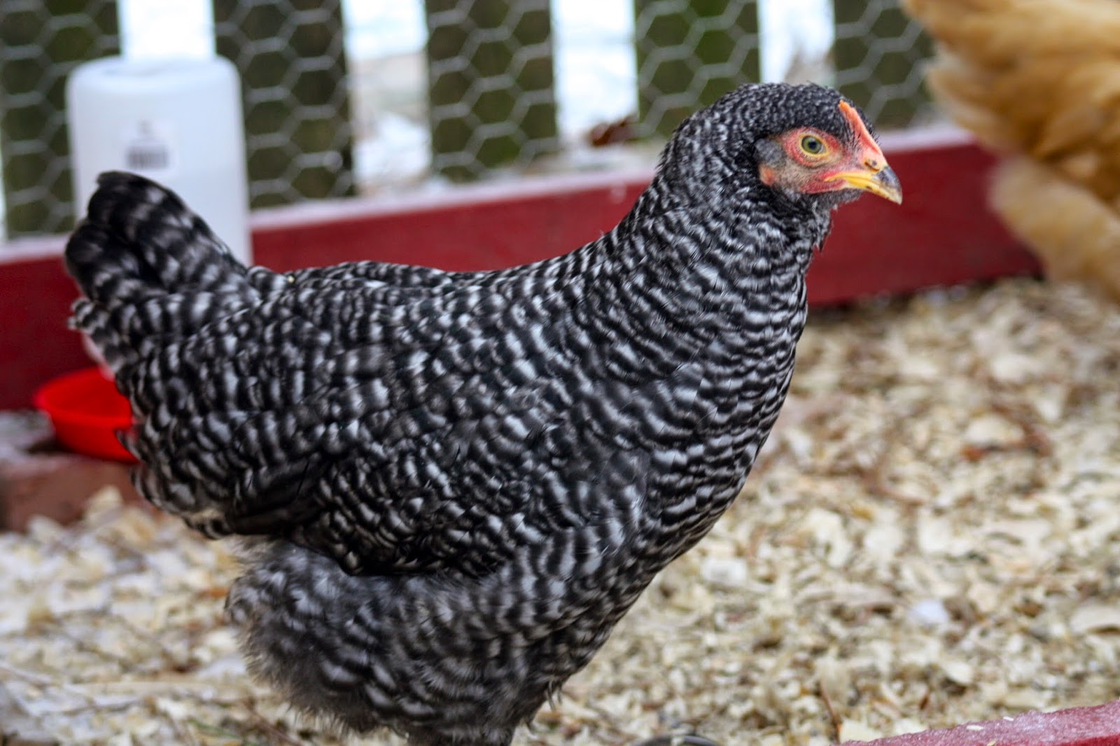 Breed Spotlight: Barred Plymouth Rock