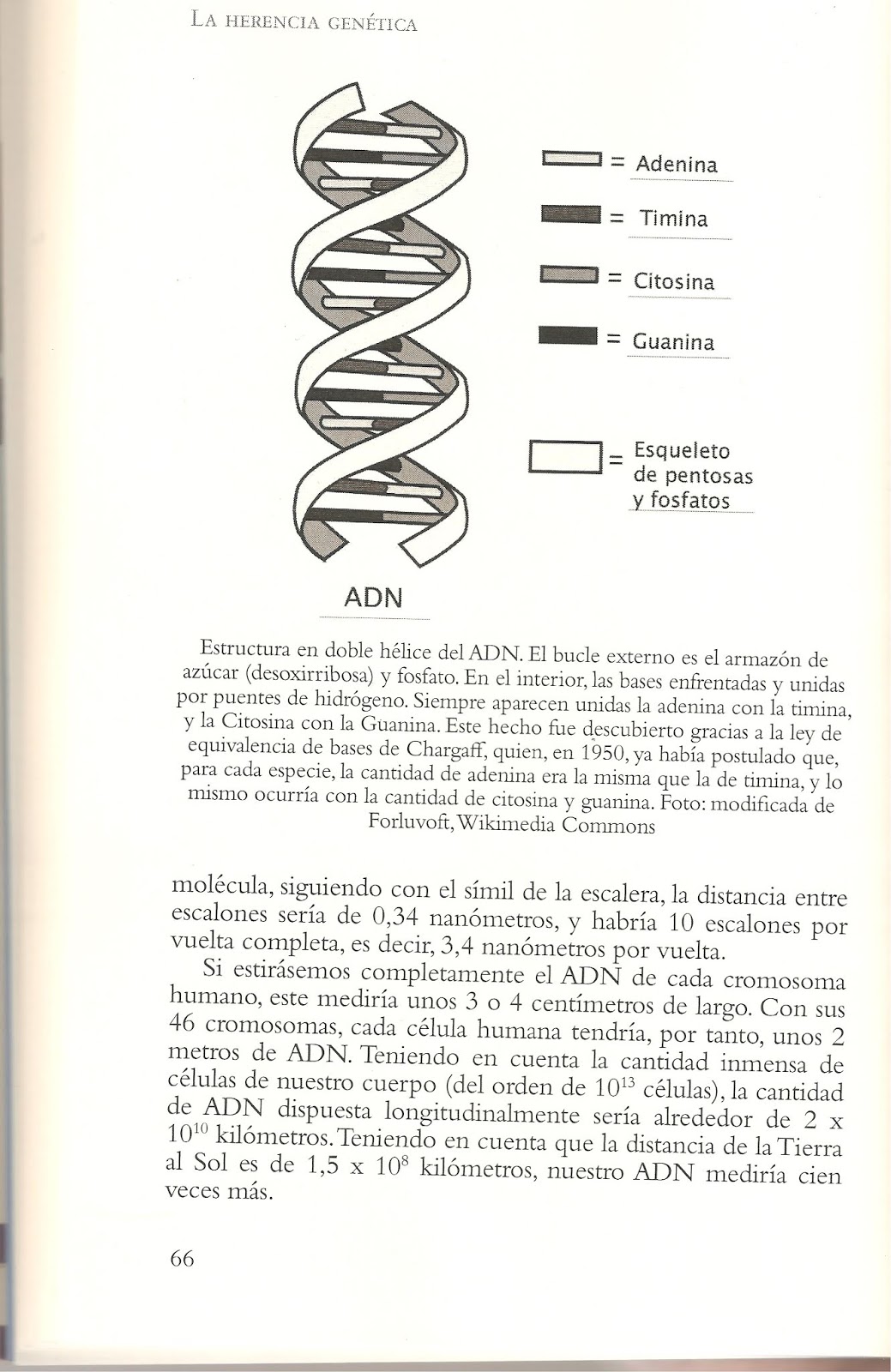 ¿Cuánto mide nuestro ADN?