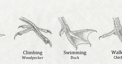 Sandy Scott Art: #430 In the studio: Bird anatomy, con't