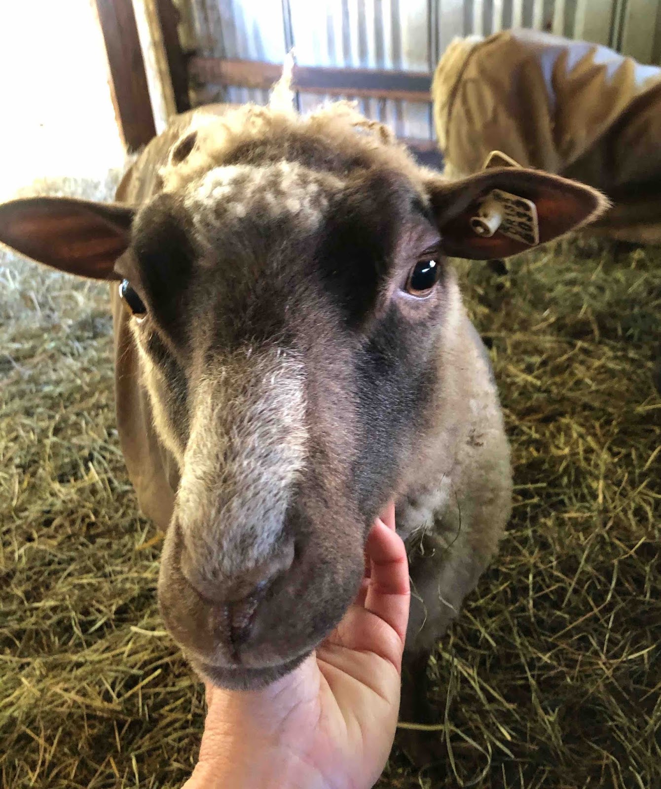 Boulderneigh: Sheepy smiles