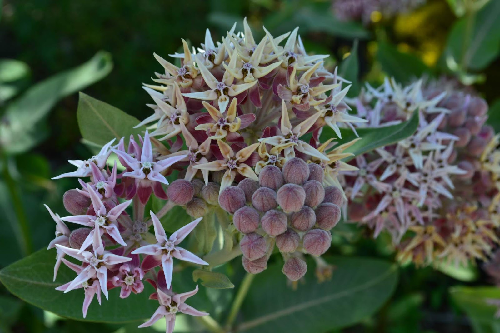 Linda Letters:: The Oregon Garden