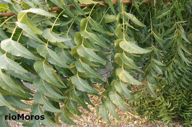 Árbol del Nim: Azadirachta indica | Plantas rioMoros