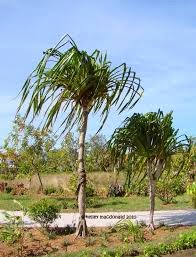 Macam - Macam Pandan ~ Fariz Imam Utomo