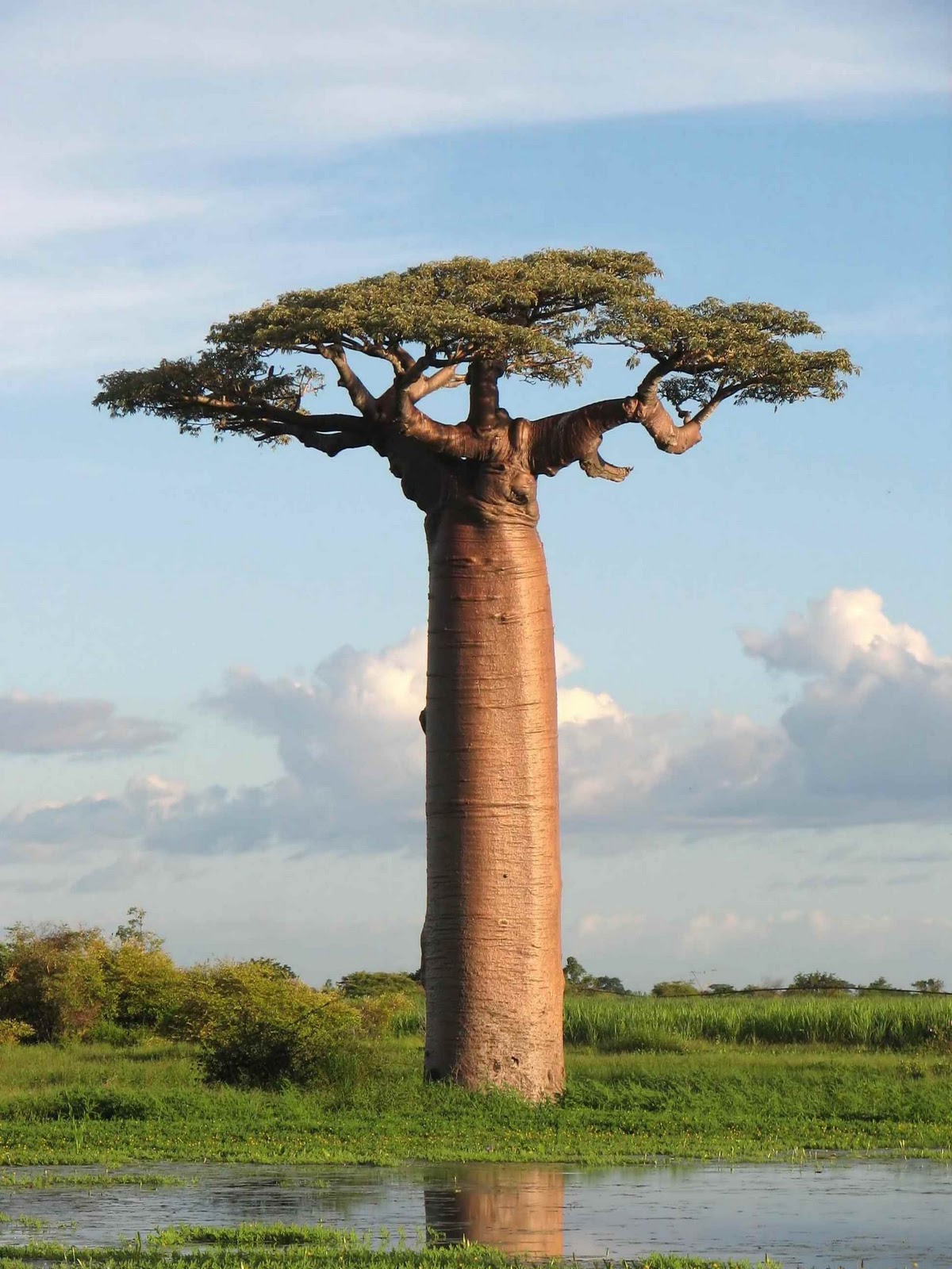 TYWKIWDBI ("Tai-Wiki-Widbee"): Baobab