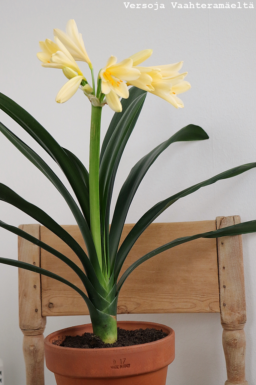 Versoja Vaahteramäeltä : Kliivia