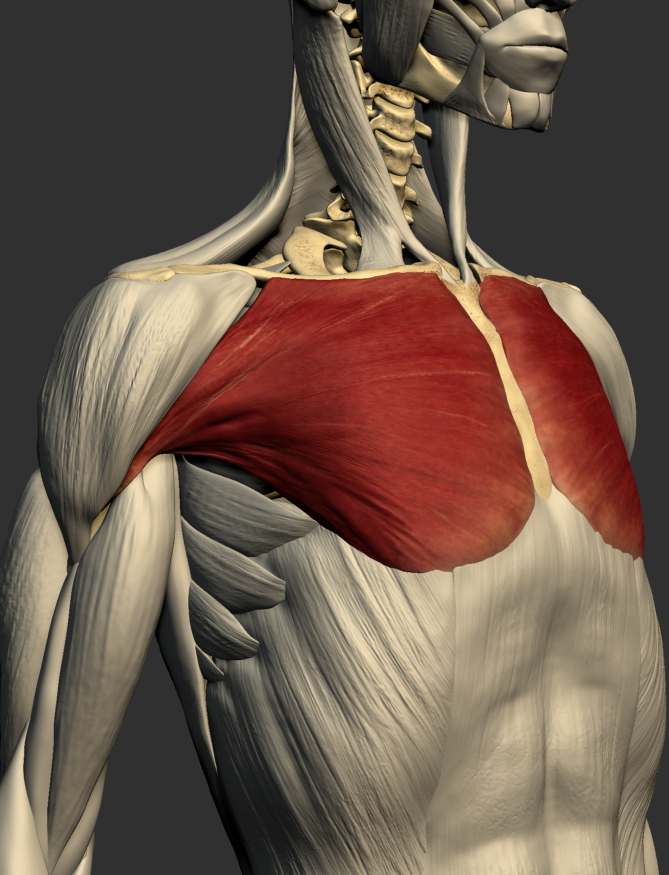 An Artistic Study of Anatomy: Texturing