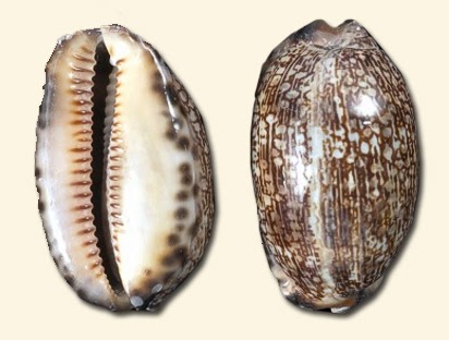 mytexturedworld: Starting the second sample - exploring cowries