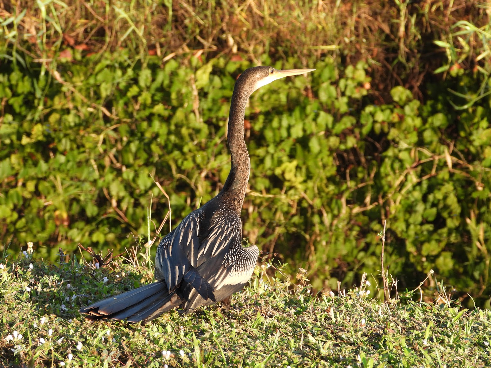 Bird & Travel Photos, Birding Sites, Bird Information: FEMALE ANHINGA ...