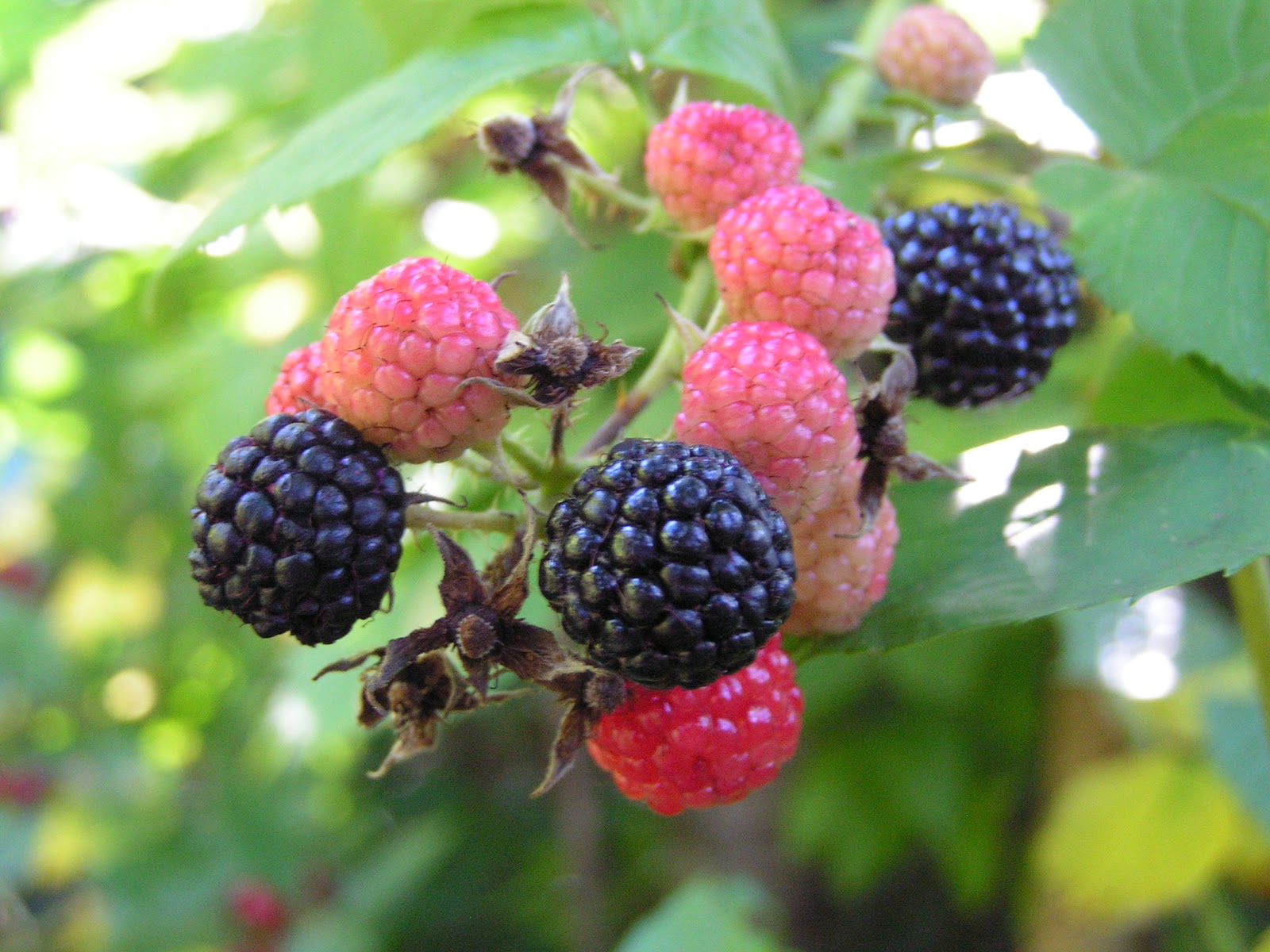 Calico Sisters: A Very Berry Day...