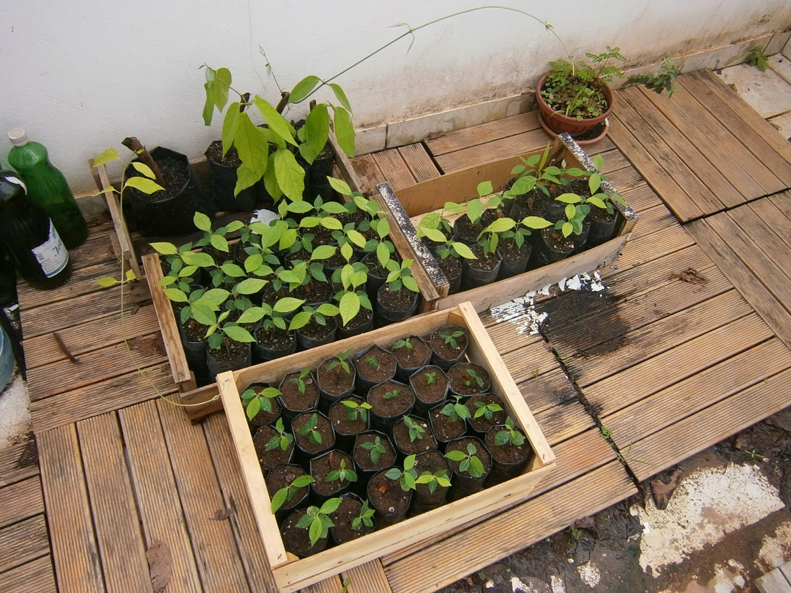 Zelando pela Chacrona e pelo Jagube: Transplante das Mudas de Jagube da ...