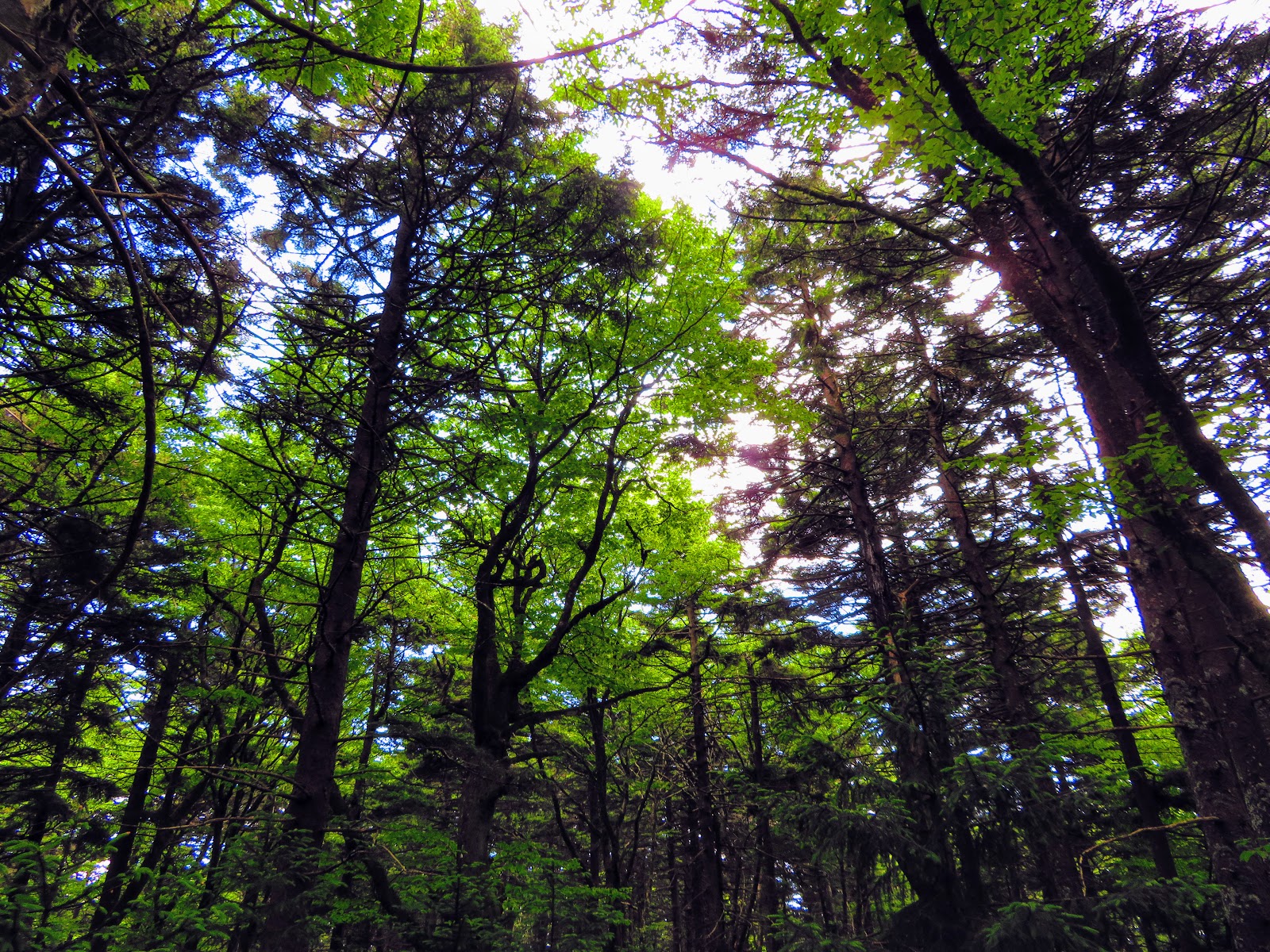 Tales From The Wood Booger: The Emerald Forest, Beauty Spot & Rock ...