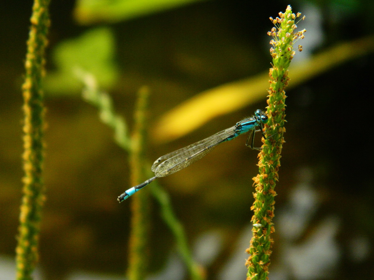 LA MULTI ANI, ROMANIA!: Libelule albastre