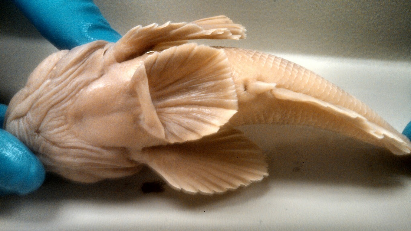 JCU Aquatic Resources : The Common Fish of Ohio by Meaghan Gade and Ben ...