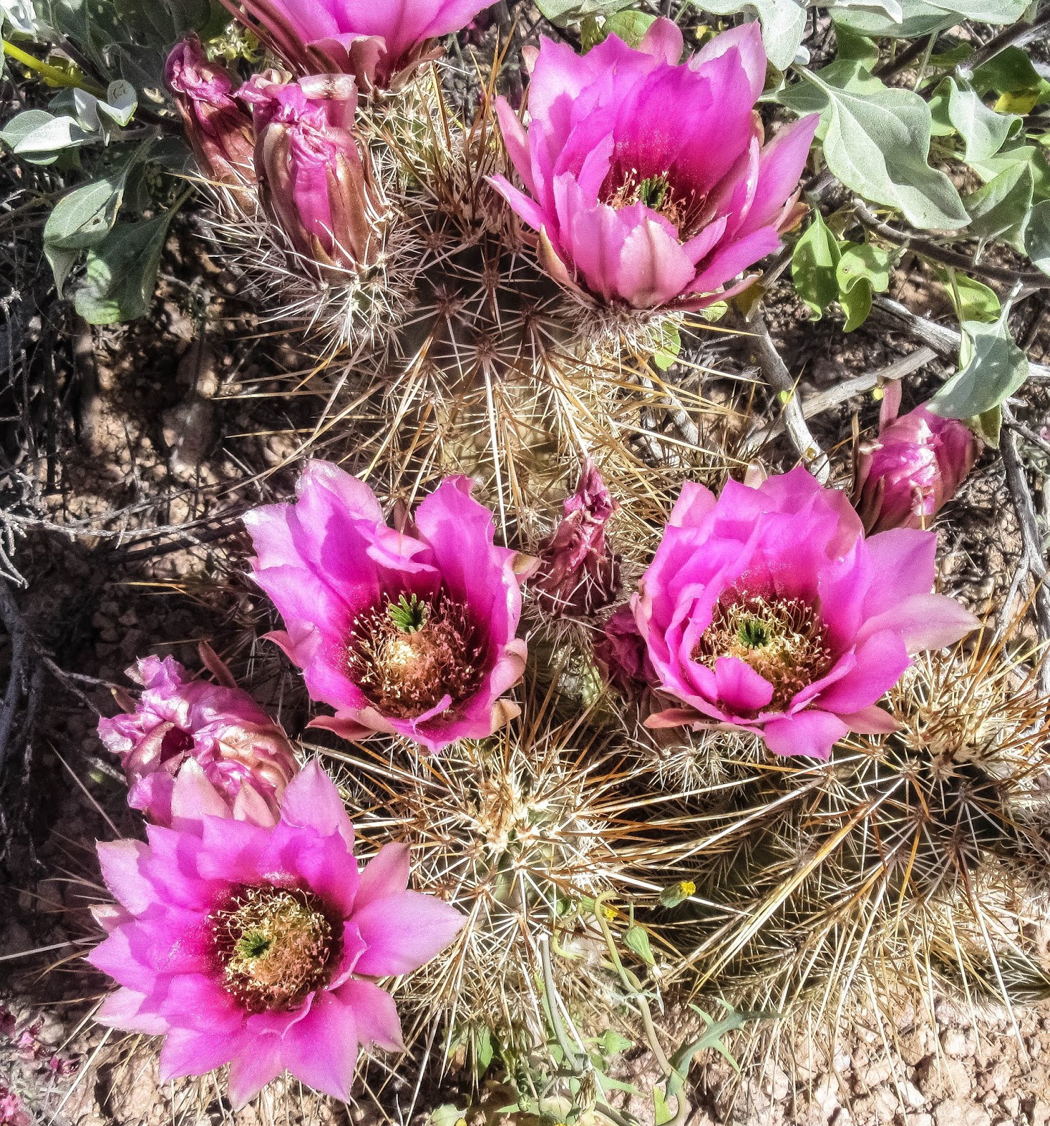 Cannundrums: Hedgehog Cactus - 2017