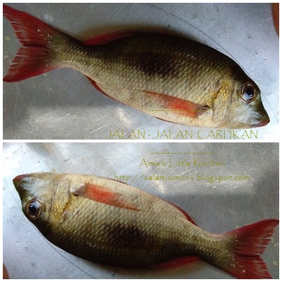 Kenali Hasil Laut dari Tambisan - Amie's Little Kitchen