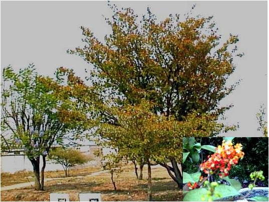 Árboles de Nayarit: Nanche