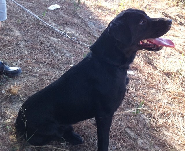 NOBLE GALGO: LABRADOR NEGRO DE 1 AÑO EN ADOPCION, TIENEN 1 SEMANA O A ...