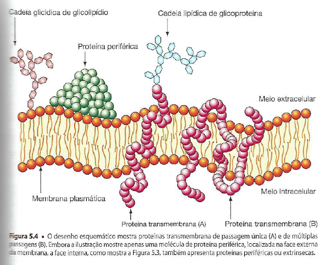 Proteínas transmembrana