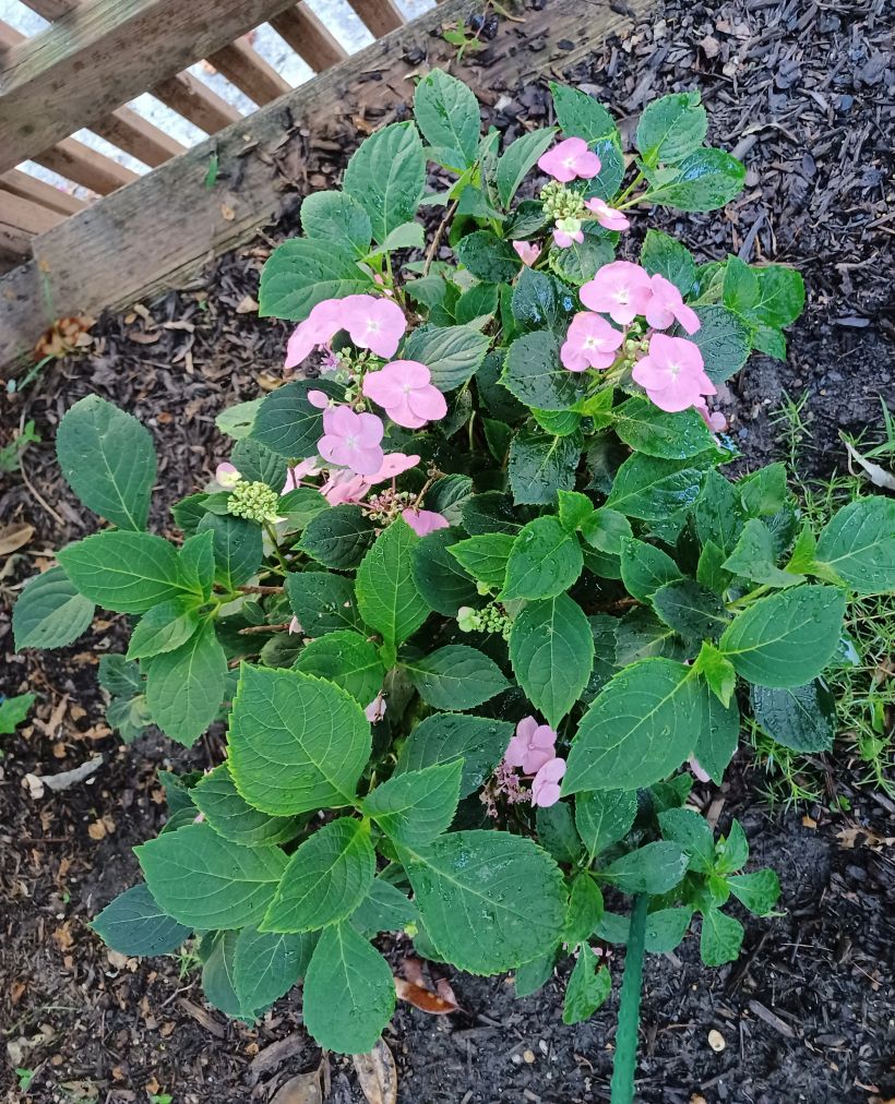 Future Plants by Randy Stewart: Hydrangea - Other Species