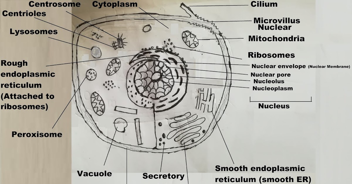 Animal Cell Structure , Cell Organelles and It's Functions