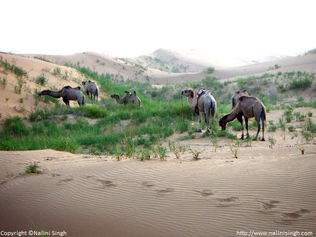 Nalini Singh's Weblog: Tengger Desert - China