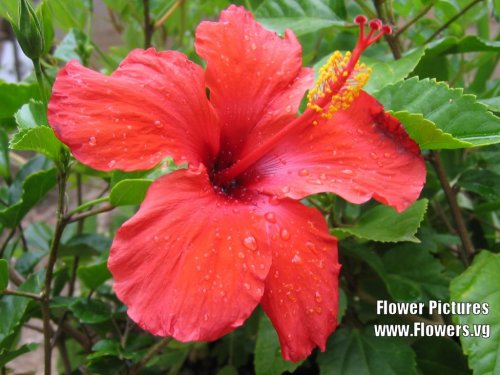 WORLD INFO CLASSIC: Hibiscus Flower Pictures
