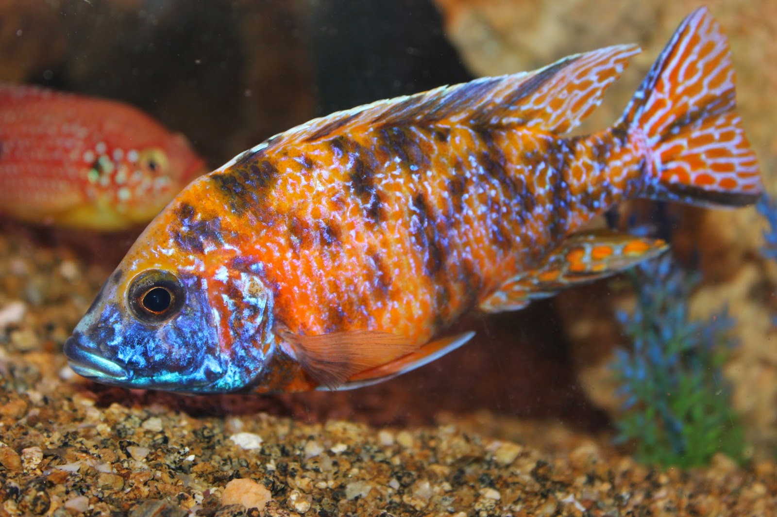 Amazing Fish: OB Peacock