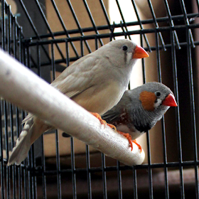 Pixie Hill: A tiny tin and a bossy bird