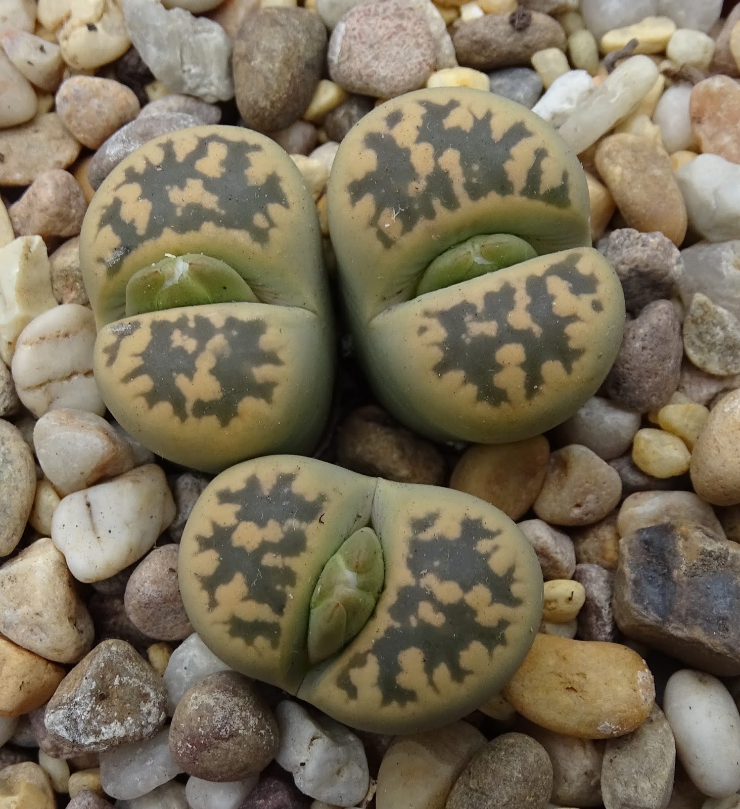 Succulent Sundae: LITHOPS KARASMONTANA BELLA