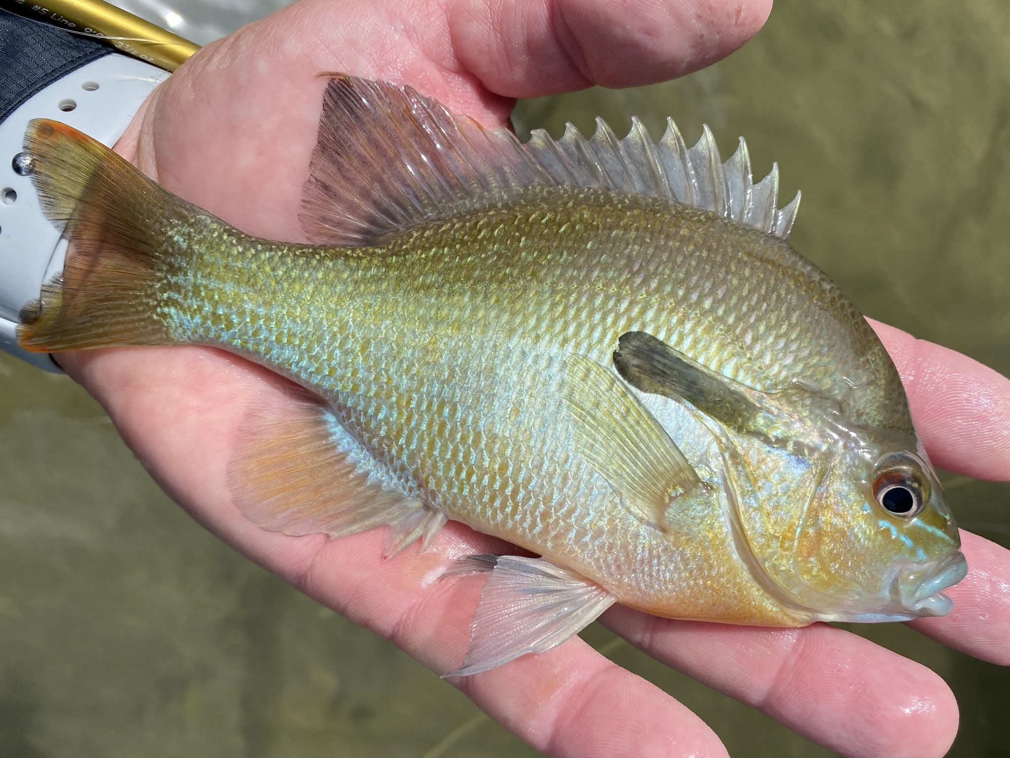 Redbreast Sunfish