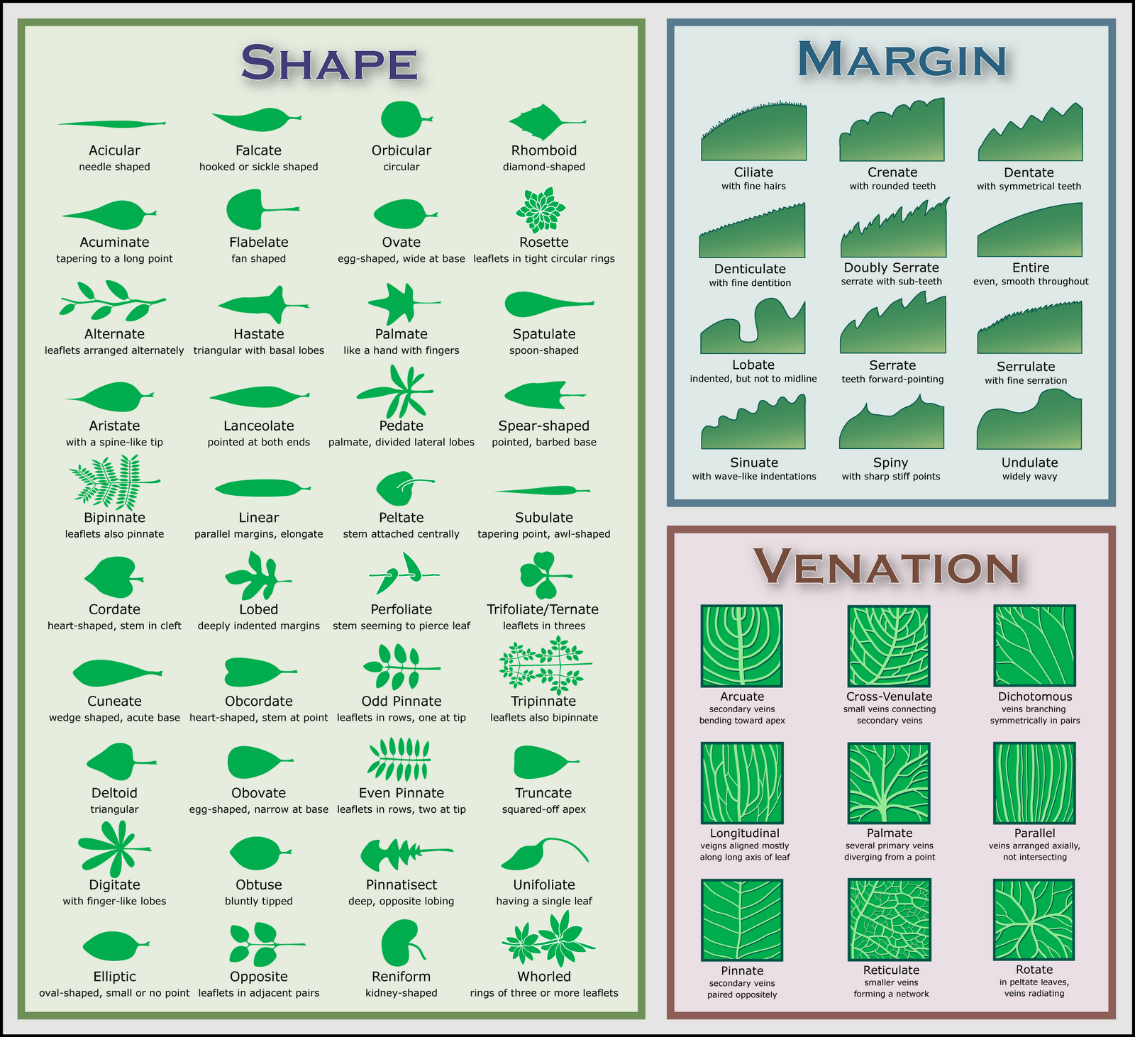 Montessori Botany Leaf Shapes Aciculate