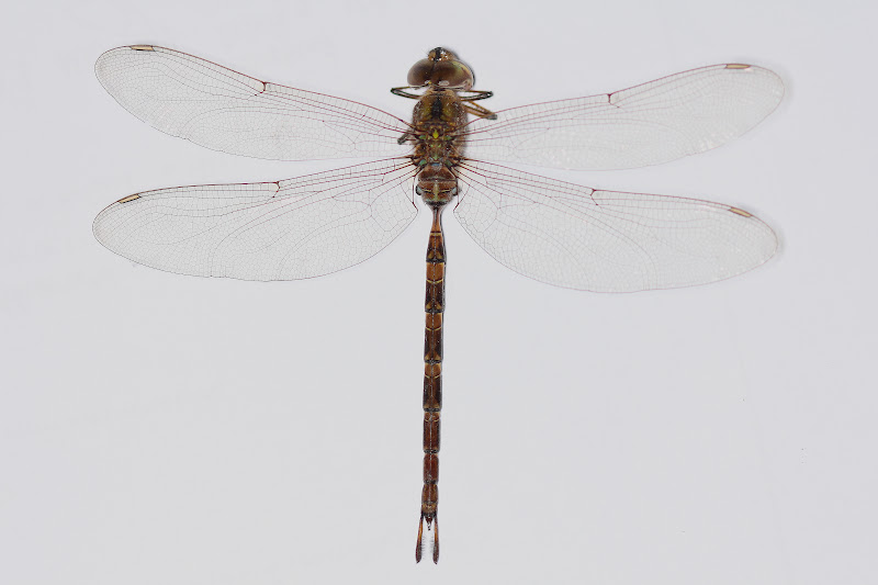 Dragonflies & damselflies of Thailand: 93. Gynacantha subinterrupta ...