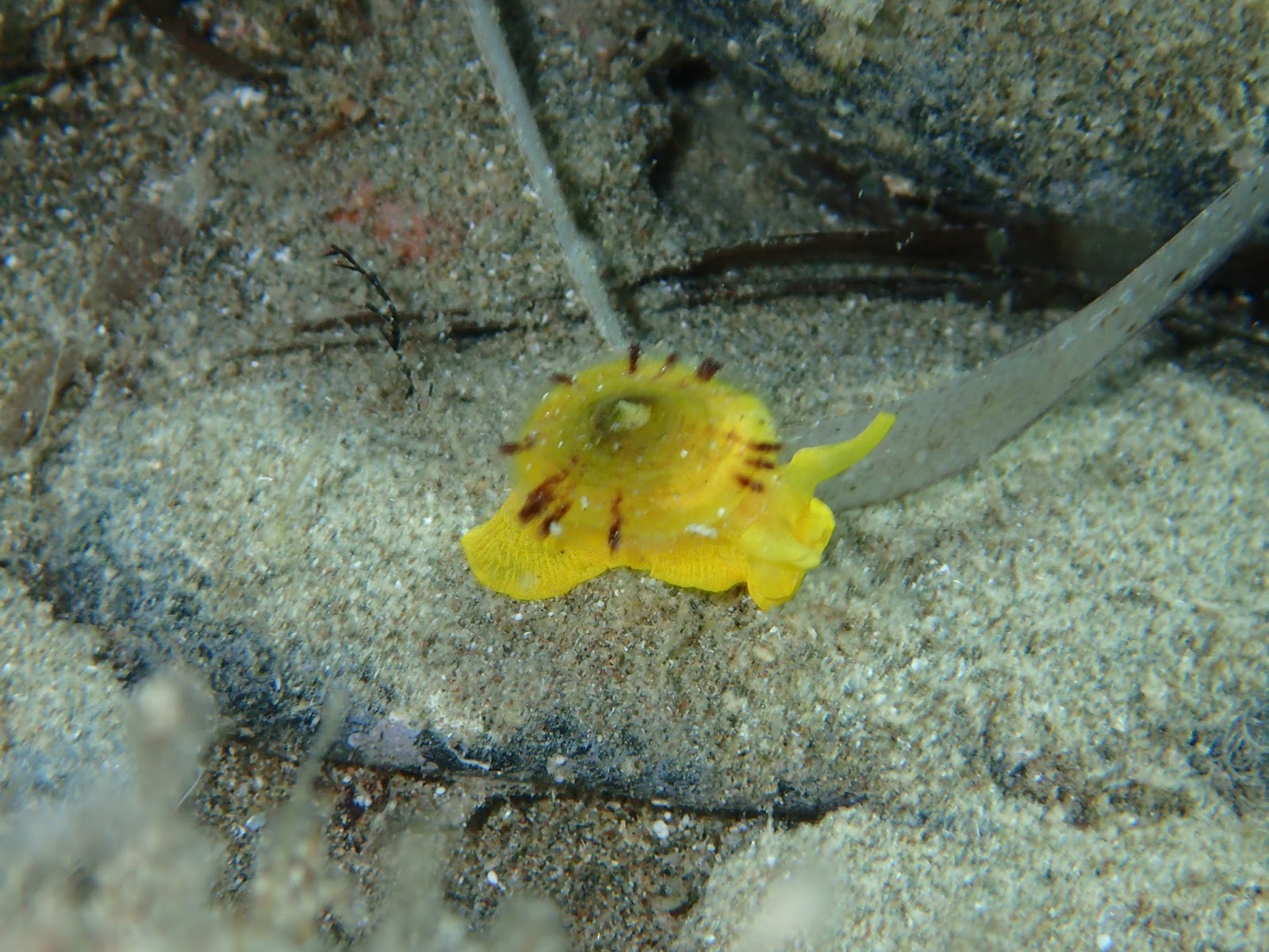 Biodiversity of Cyprus by NGO Protection of the Natural Heritage and ...