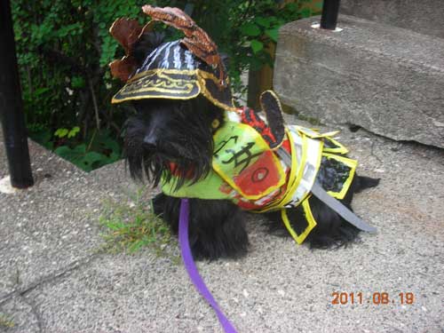 Art By Jill: Samurai Dog Costume