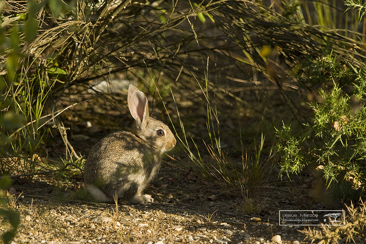 fotovidasalvaje.blogspot.com