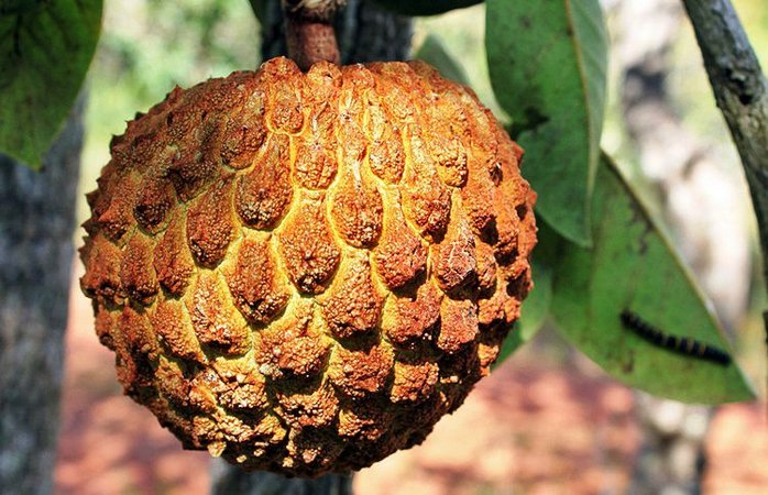 FRUTAS BRASIL: RECEITAS COM ARATICUM