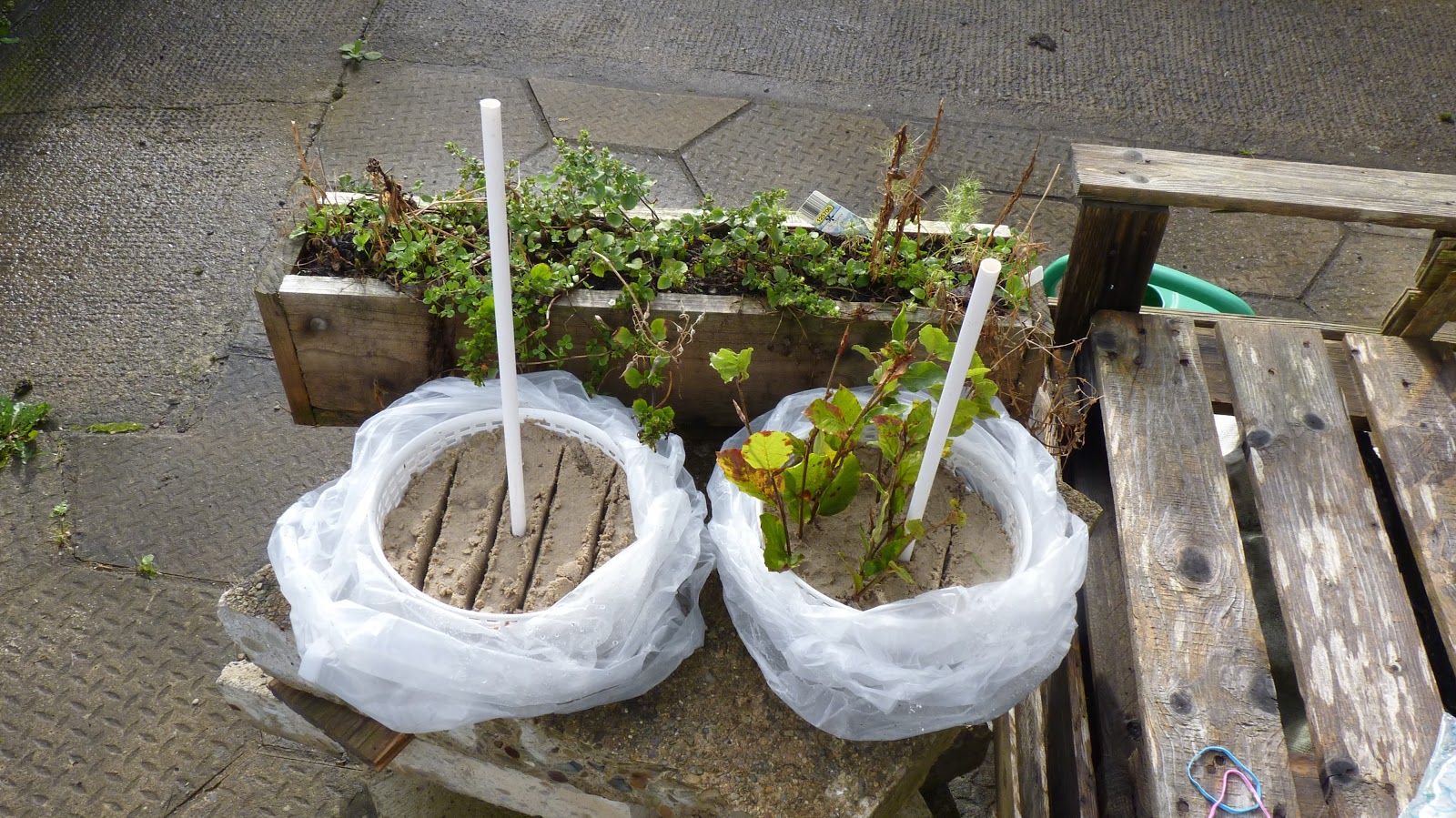 Shannon Allotments: Propogating beech hedge cuttings