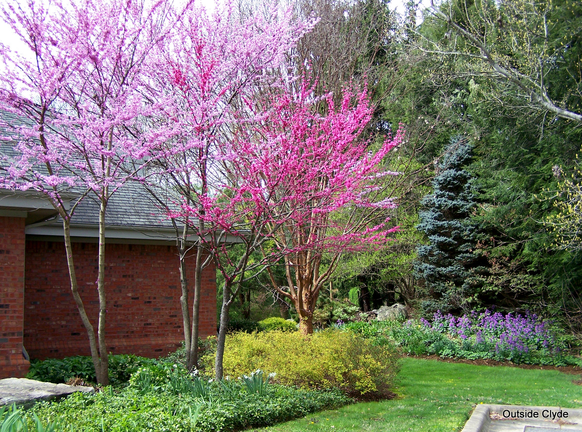 Outside Clyde: Spring Trees
