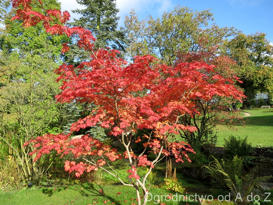 Klon japoński 'Aconitifolium'- Acer japonicum 'Aconitifolium' (Rośliny ...
