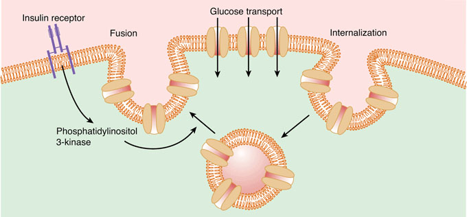 Insulin - action on peripheral cells