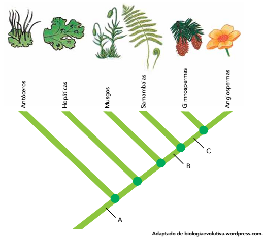 Biologia e Cafeína: Introduzindo a taxonomia: glossário!