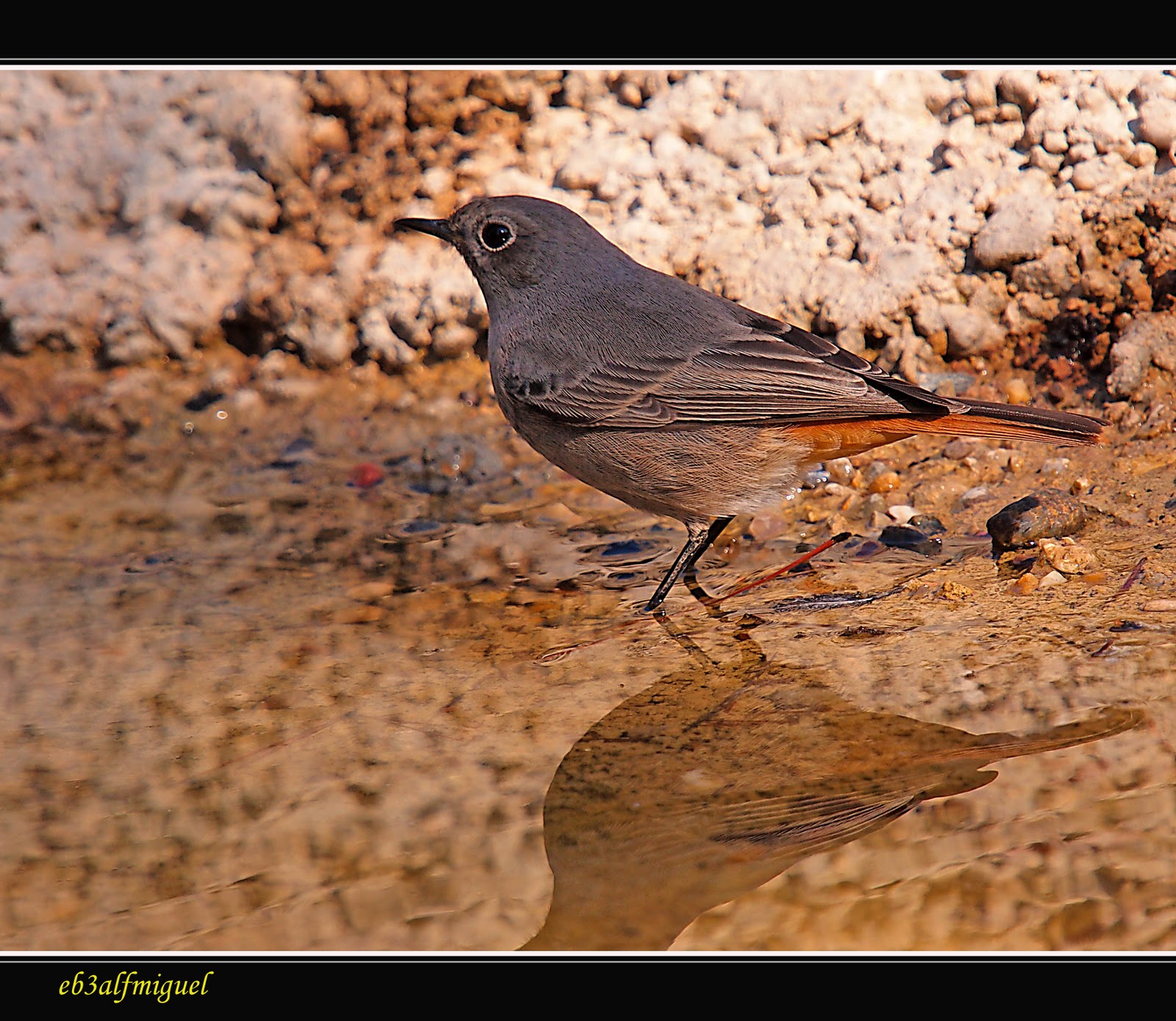 Miguel fotografia: Colirrojo Tizón
