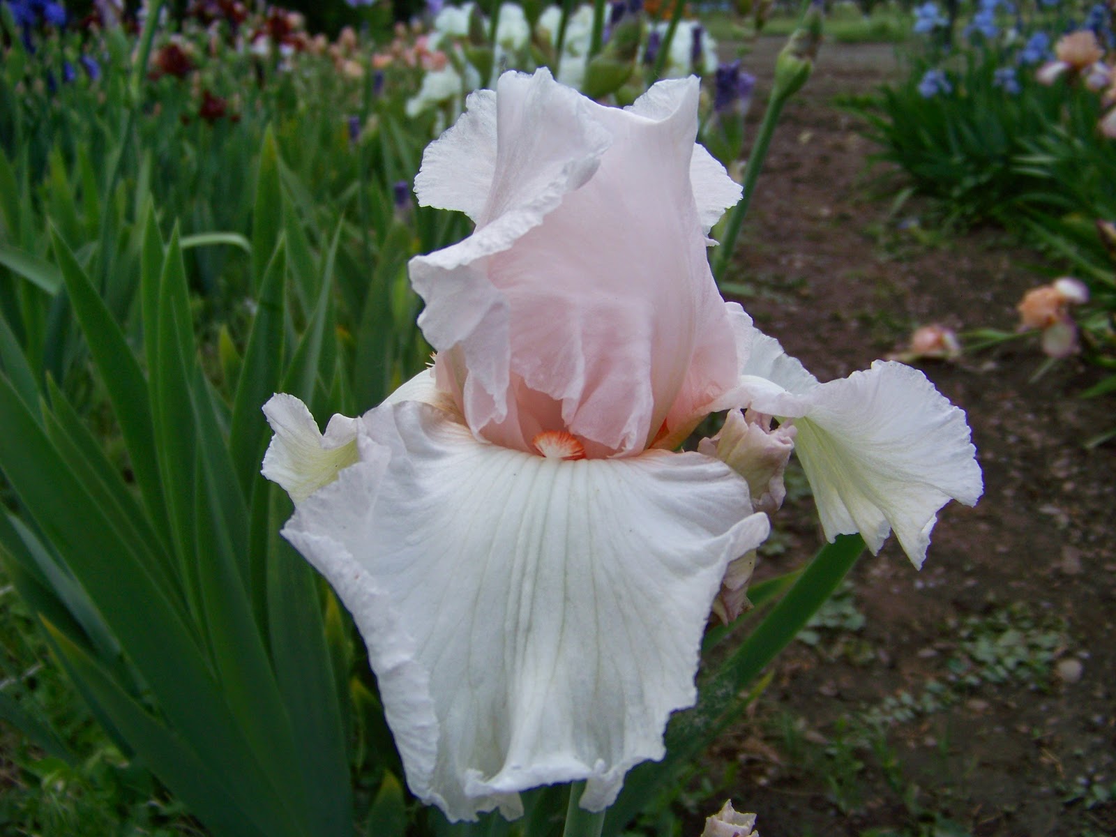 World of Irises: TALL BEARDED IRIS, MY FAVORITE PINKS, PART TWO