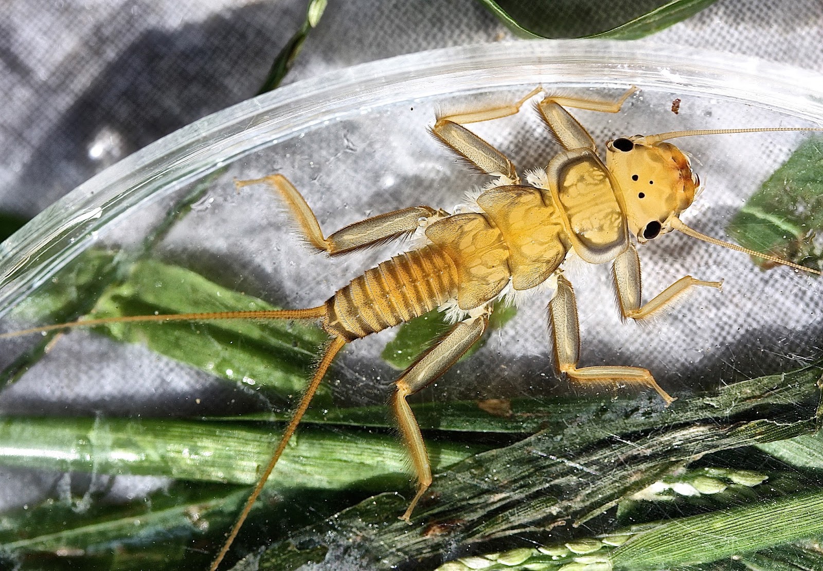 Aquatic Insects of Central Virginia: Nymphal growth, instars, and ...