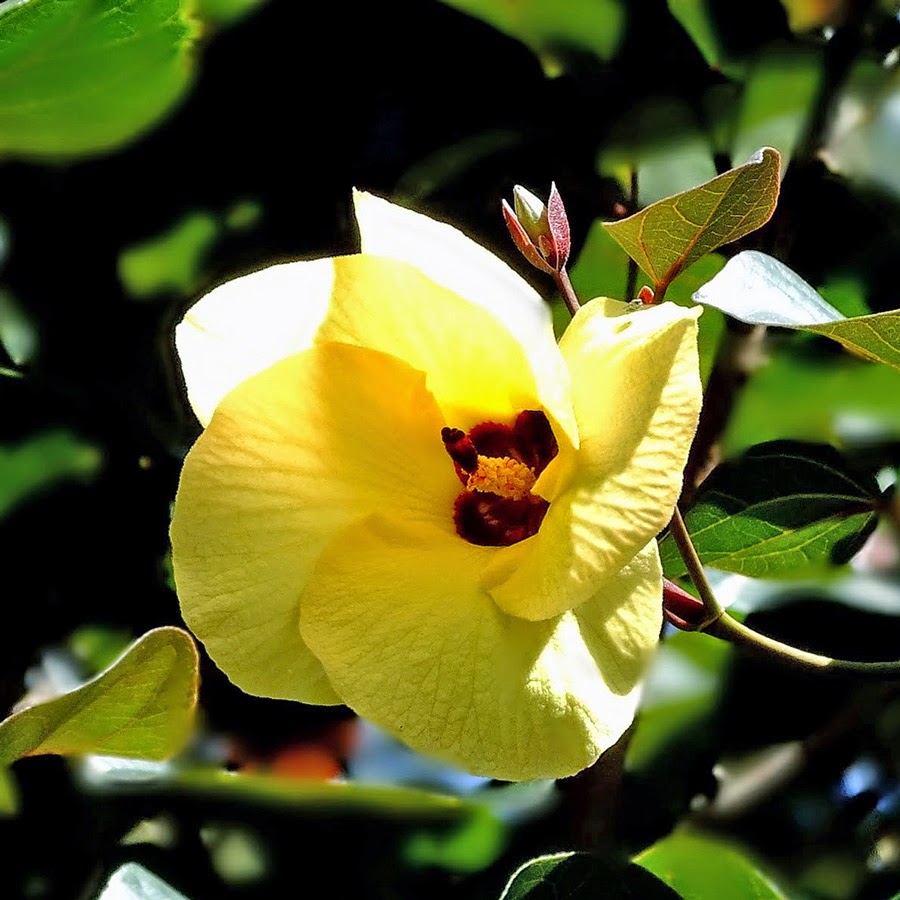 Klasifikasi Tumbuhan Waru | BIOLOGY SMART